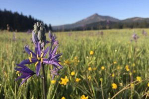 Antelope Lake | Plumas County California