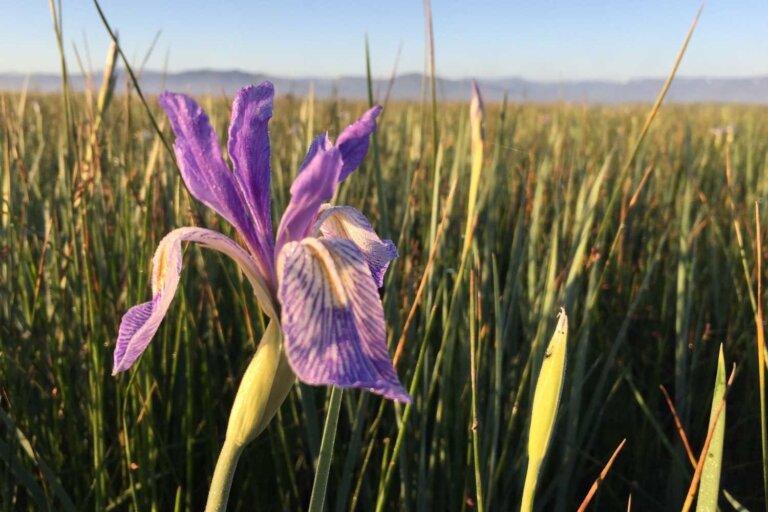 Waterfalls, Wildflowers, and Wildlife | Plumas County California