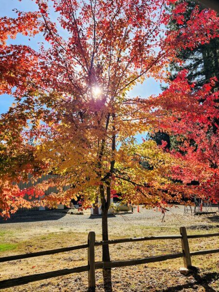 Experience California Fall Colors | Plumas County California