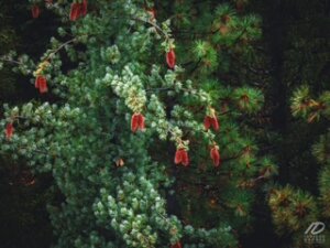 Experience California Fall Colors | Plumas County California