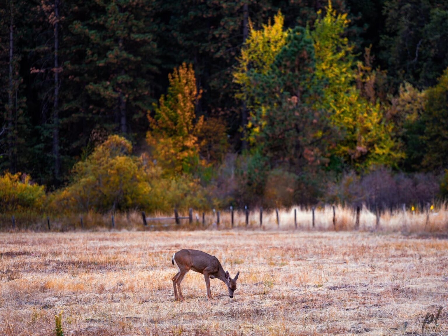 Experience California Fall Colors | Plumas County California