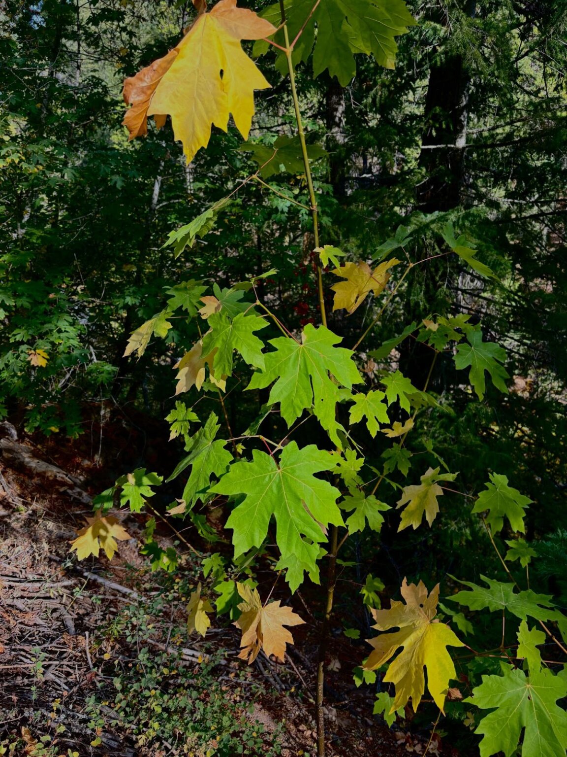Experience California Fall Colors | Plumas County California